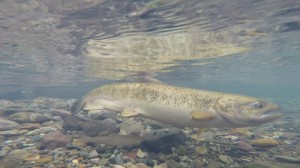 Female Chinook – Upper Snake River Tribes